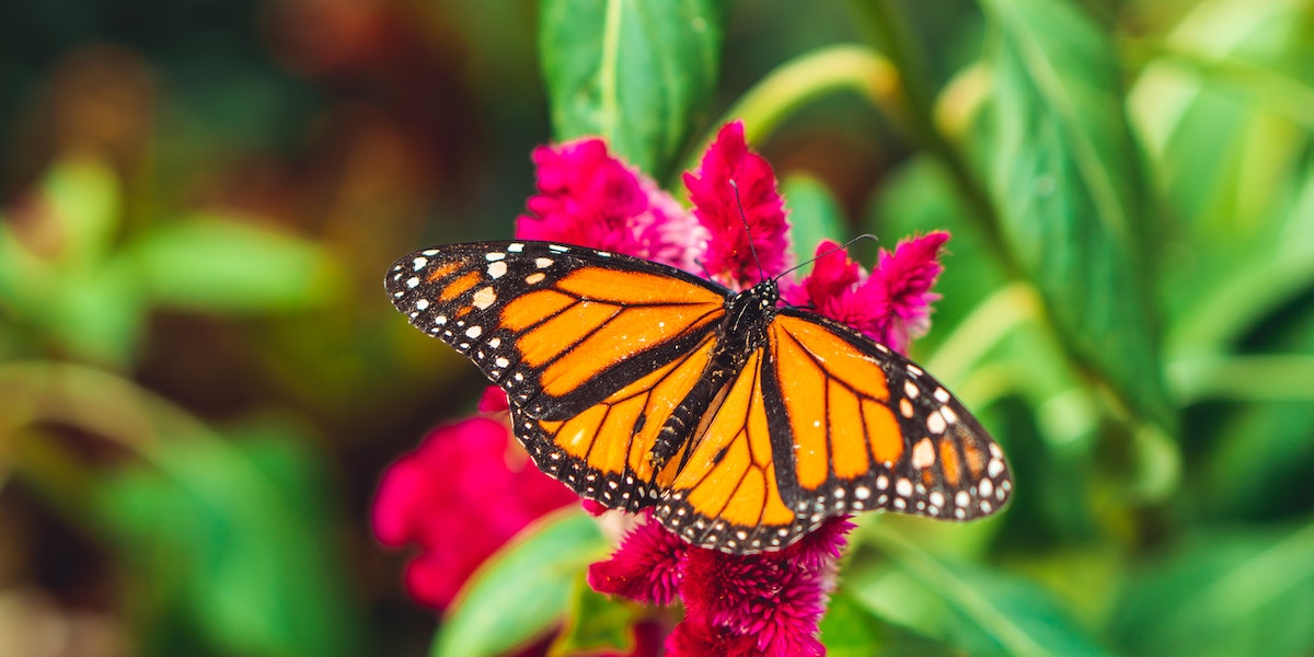 It's Here! Your New and Massively Improved Calleo Website - Calleo Software